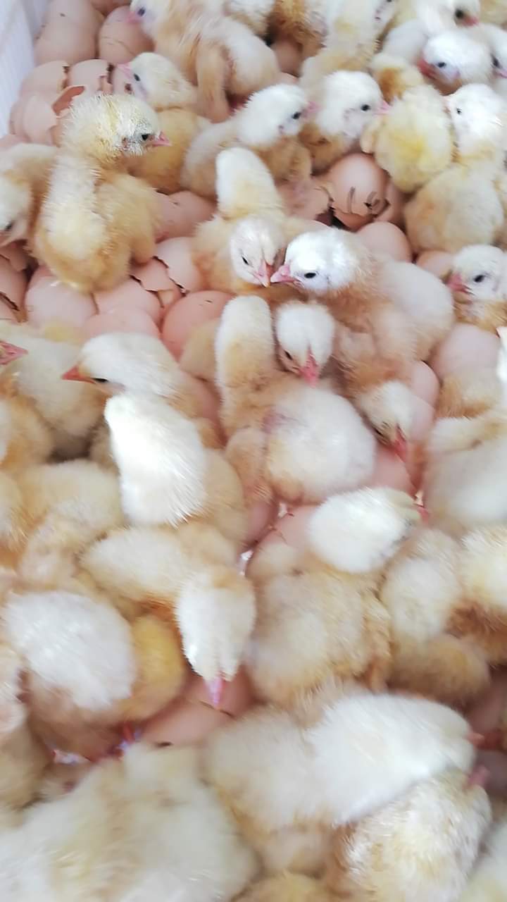 Our Products – Peezel Farms