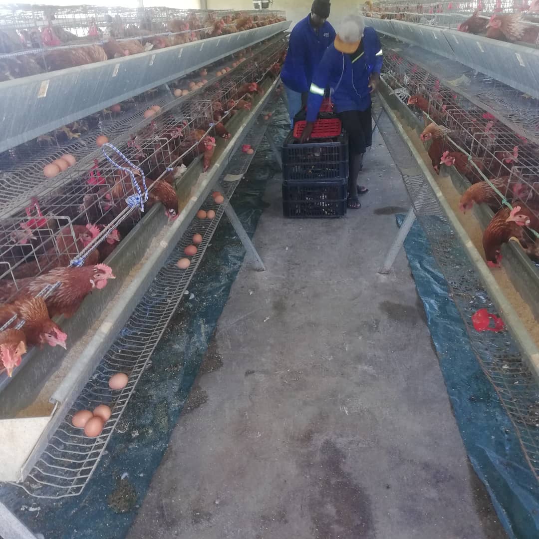 Our Products – Peezel Farms