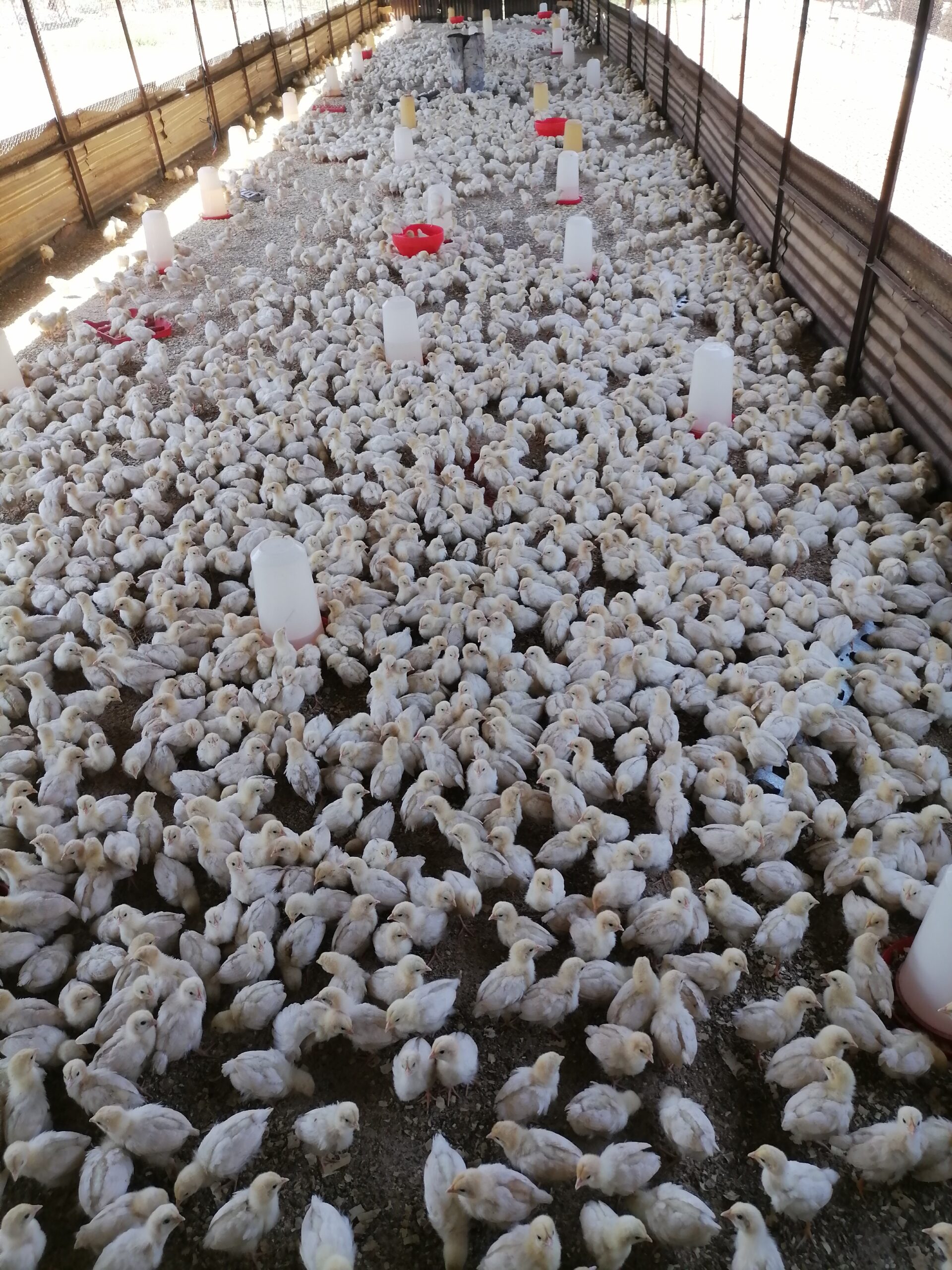 Our Products – Peezel Farms