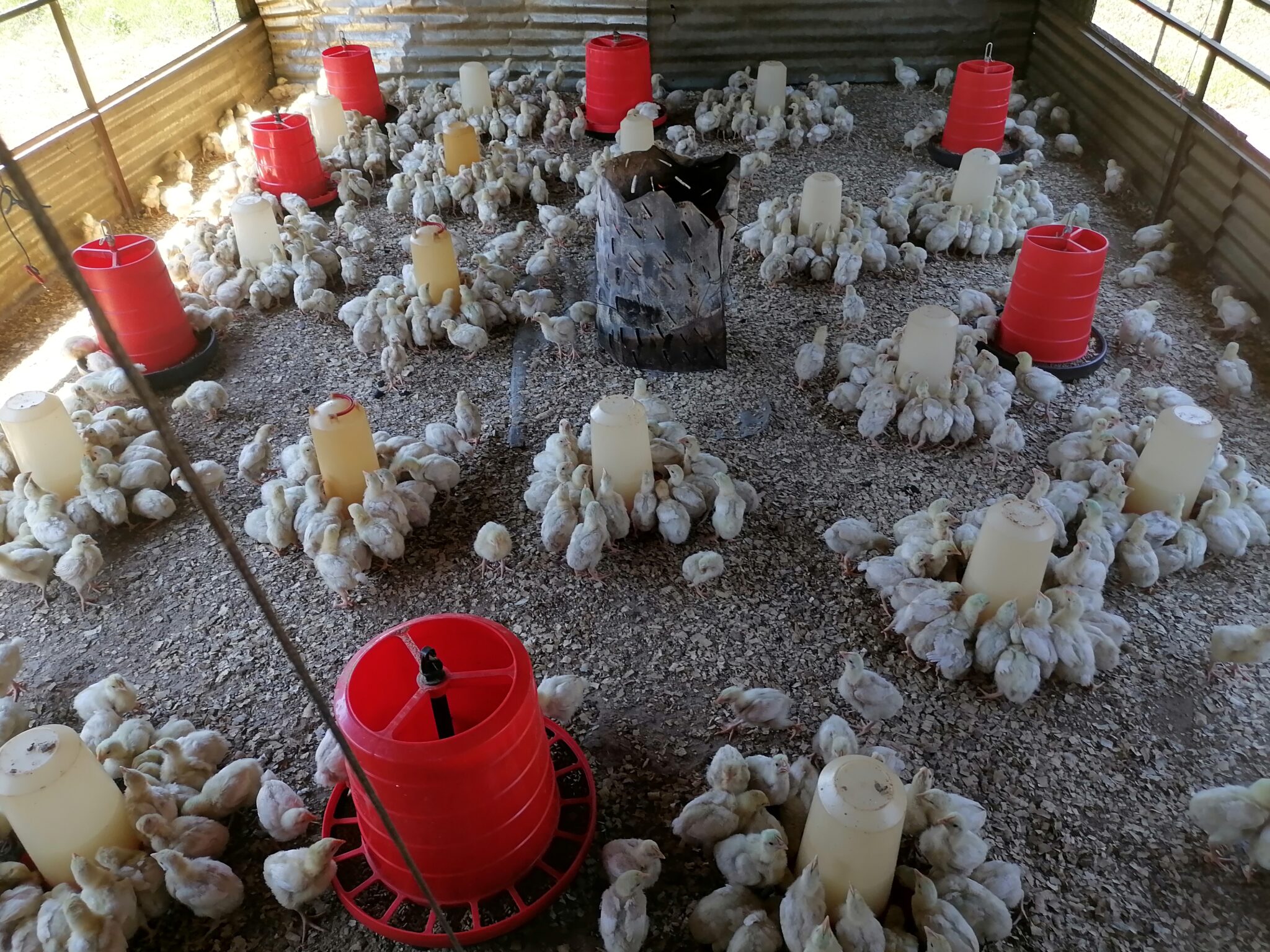 Our Products – Peezel Farms