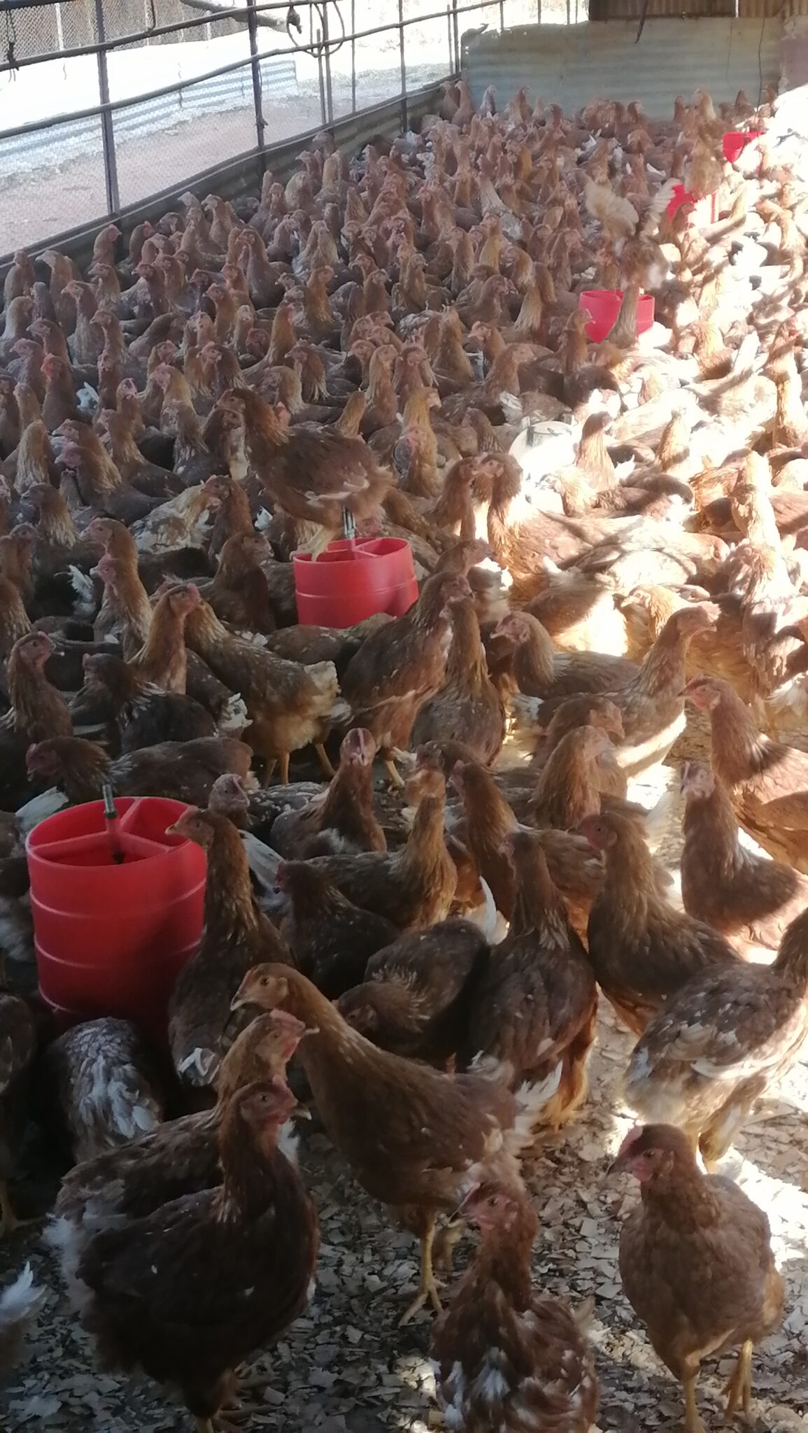 Our Products – Peezel Farms