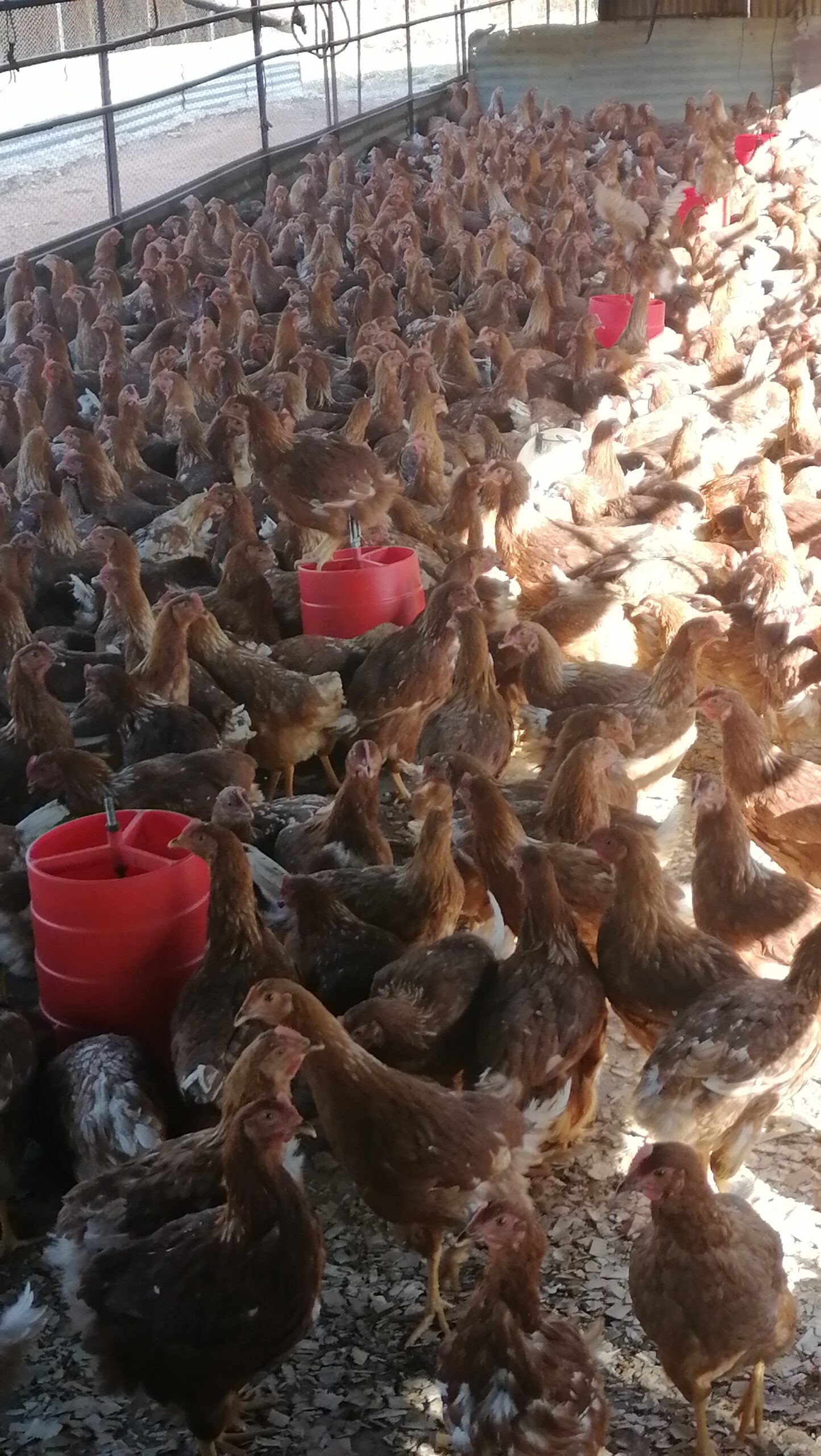 Our Products – Peezel Farms