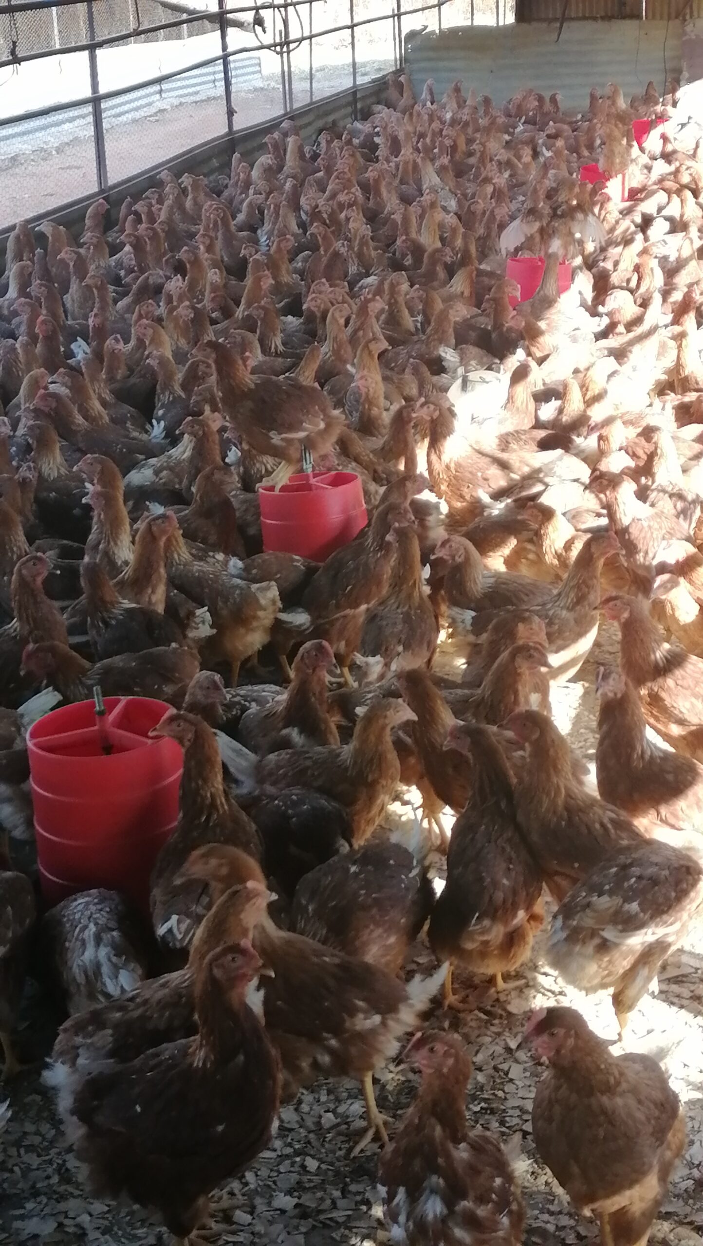 Our Products – Peezel Farms