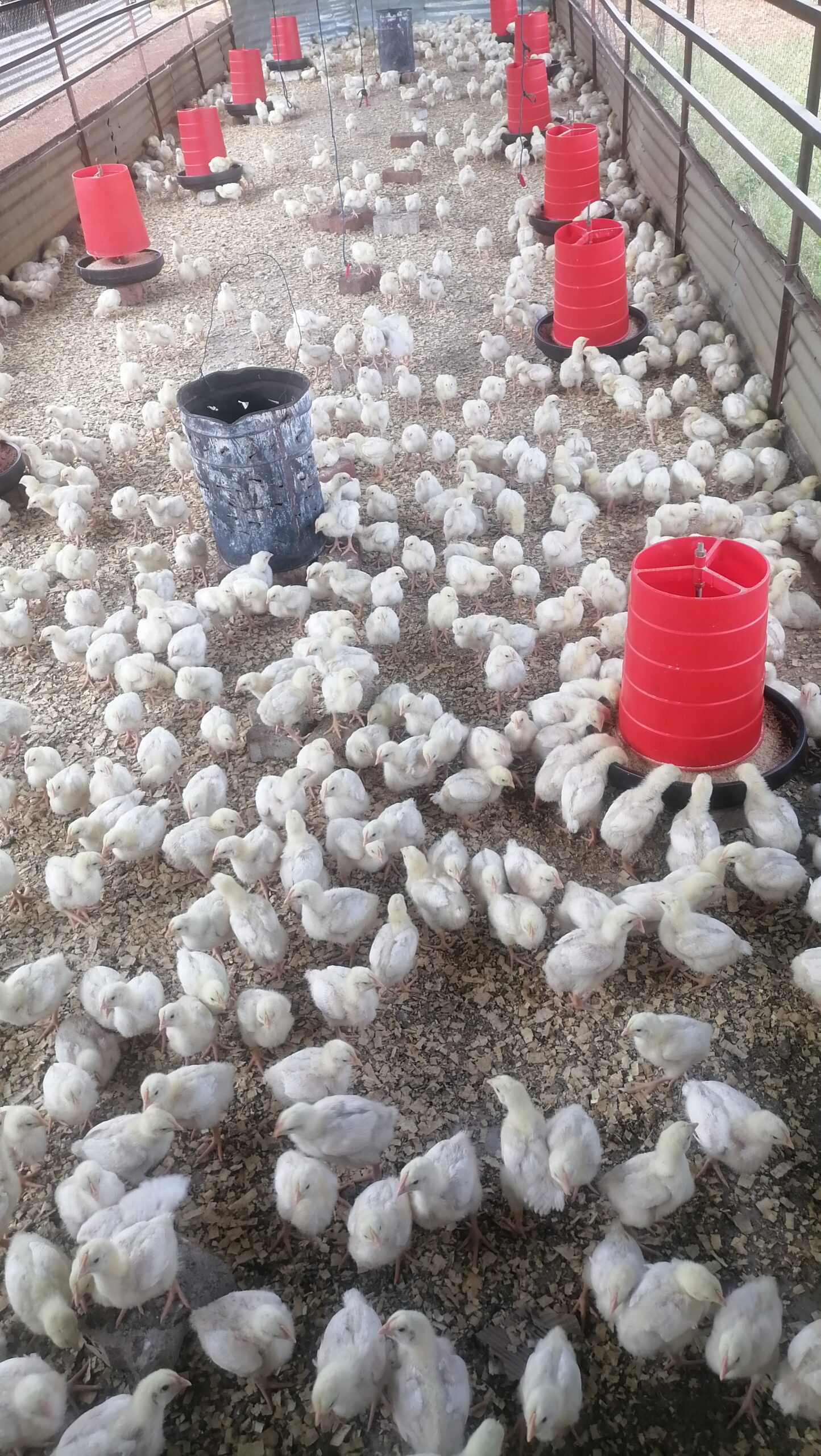 Our Products – Peezel Farms