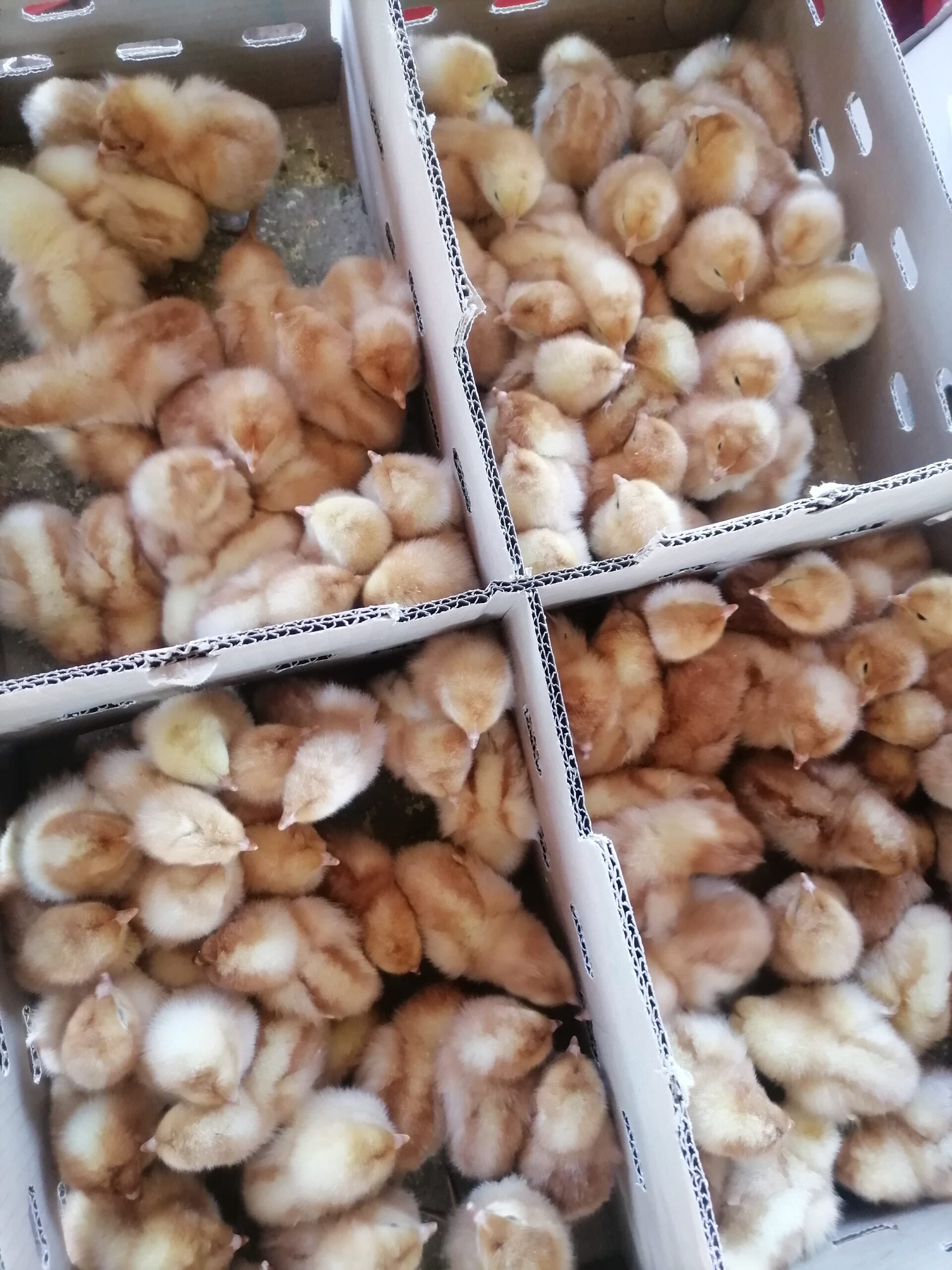 Our Products – Peezel Farms