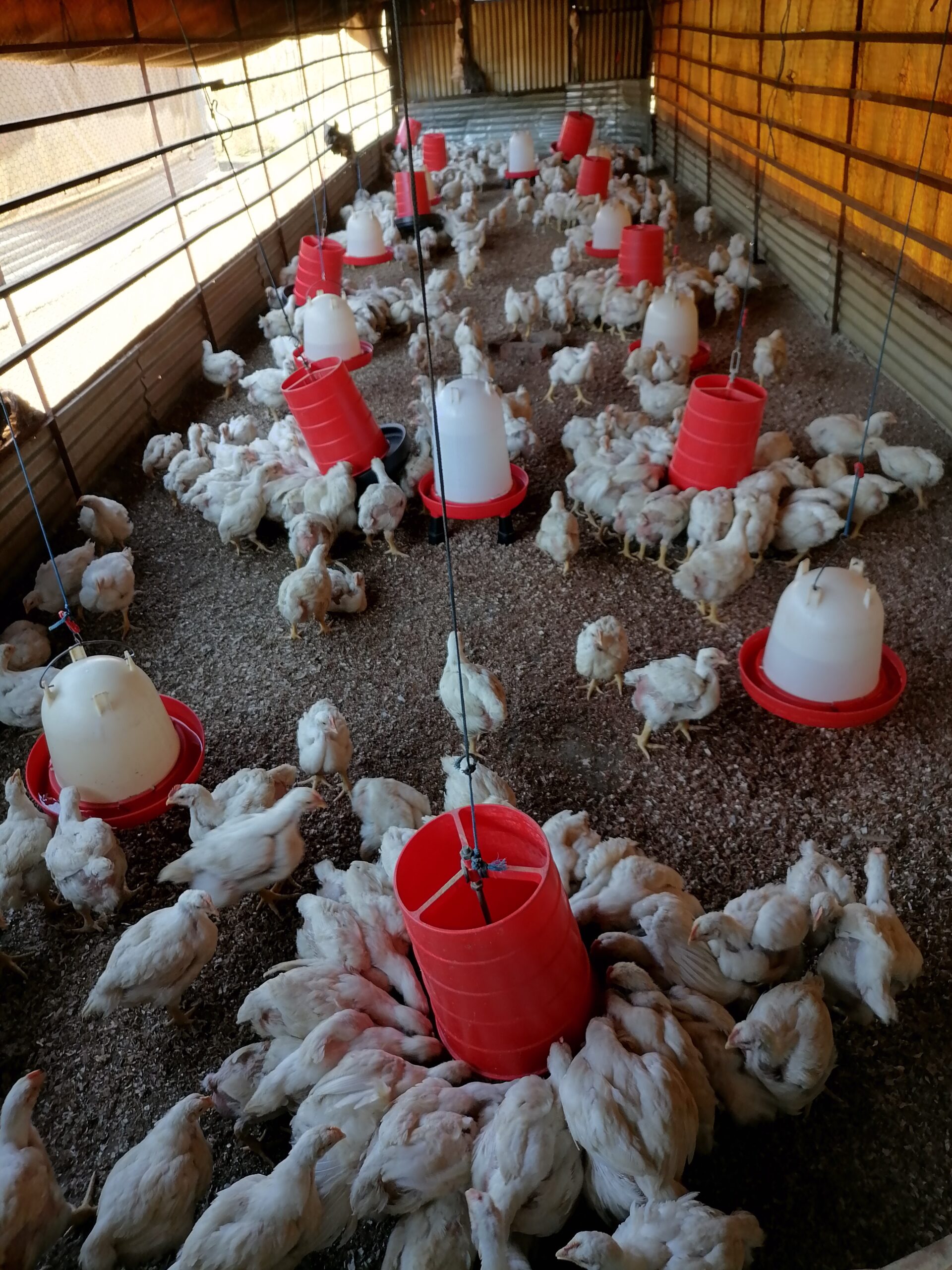 Our Products – Peezel Farms