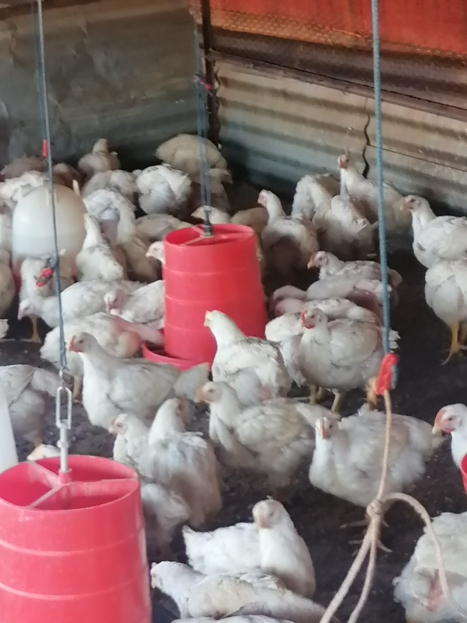 Our Products – Peezel Farms